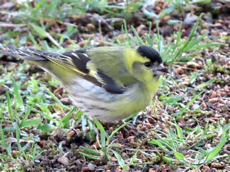 マヒワ 2020 05 07 日本の野鳥識別図鑑