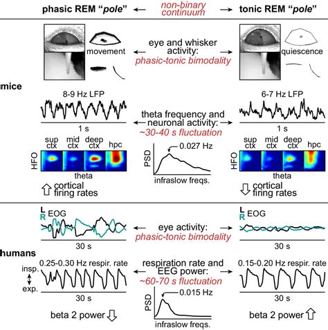 Brain Structures Rem Sleep