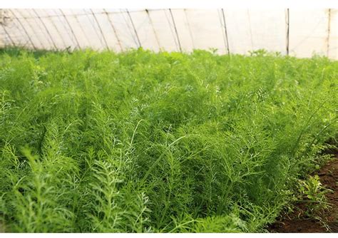 菜根園 月香茴香小茴香種子約12000粒20元 露天市集 全台最大的網路購物市集