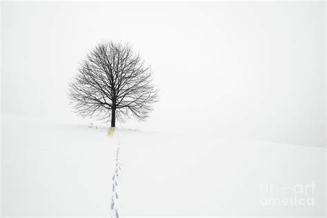 Pee Tree Photograph By Jim Hatch Pixels