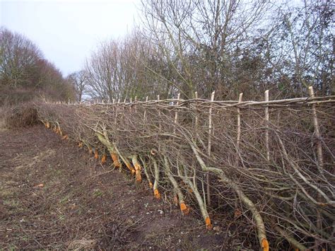 Hedge Laying D J Granger Grounds Maintenance Ltd