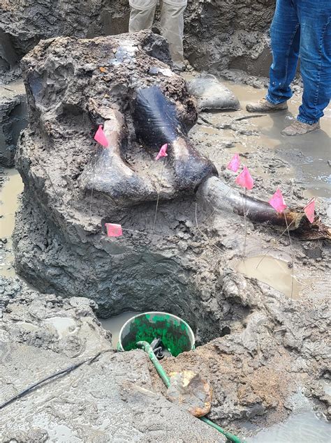 Iowa Excavates Its First Ever Mastodon Fossil