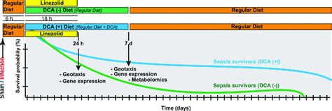 Experimental Design Conceptual Depiction Of The Experimental Design Download Scientific
