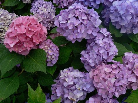 Hydrangea Shrubs And Trees Sheridan Nurseries Online