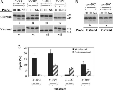 Visualization Of Loop Processing Reactions By Human Cell Extracts Loop