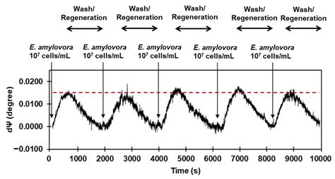 Sensors Free Full Text Single Cell Detection Of Erwinia Amylovora Using Bio Functionalized