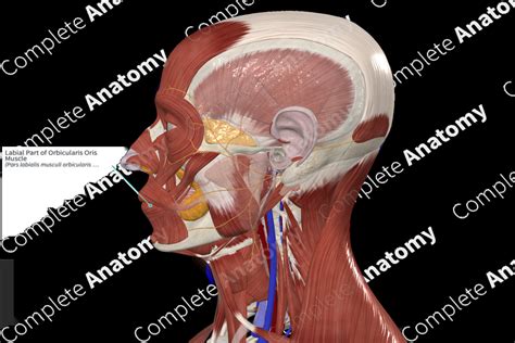 Labial Part Of Orbicularis Oris Muscle Complete Anatomy