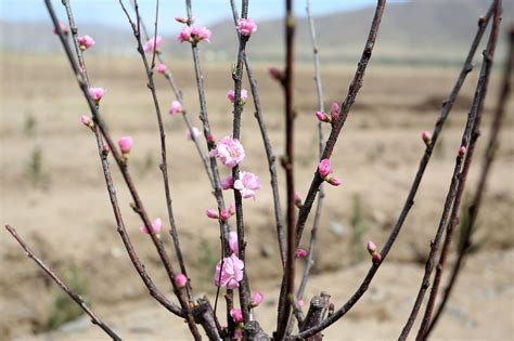 Н Тамир Найман байршилд 140 мянга гаруй мод тарьсан