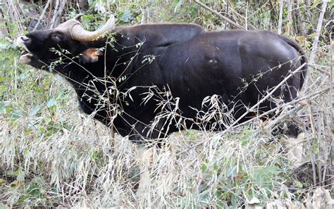 bos gaurus gaur — coke smith wildlife