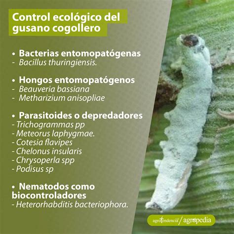 Gusano Cogollero Del Maíz Conoce Su Ciclo De Vida Y Control