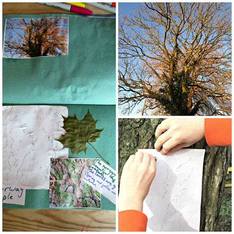 How To Make A Tree Bark Rubbing Craft Invaders