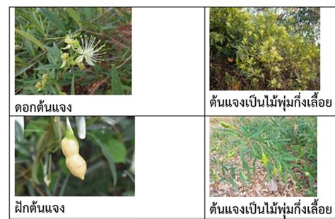 นักวิทย์ซินโครตรอนหาเอกลักษณ์ “แจงสุรนารี” เดินหน้าสร้างมูลค่าพรรณไม้เฉพาะถิ่นโคราช คนกับ