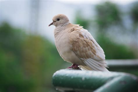 Free Images Nature Wing White Animal Cute Flying Fly Wildlife