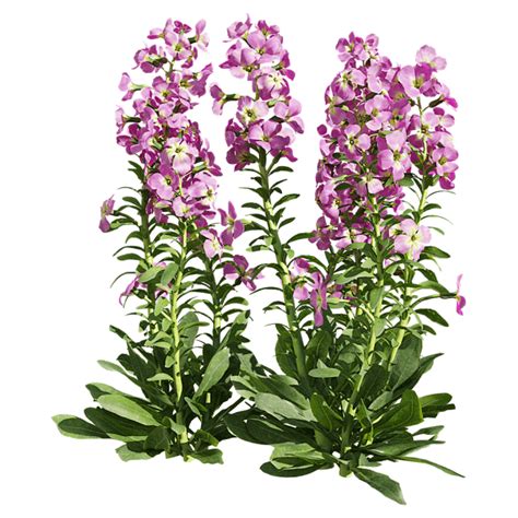 紫罗兰花丛3d模型（obj Fbx Max）