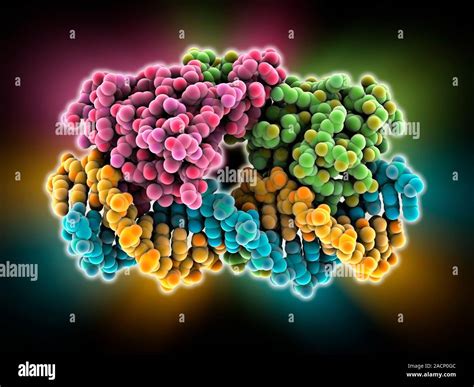 Lambda Repressor Operator Complex Molecular Model Of The Lambda
