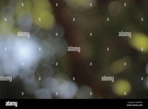 Blur Nature Tree Beautiful For Background Abstract Bokeh Forest Background Stock Photo Alamy