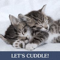 Cat Cuddle 