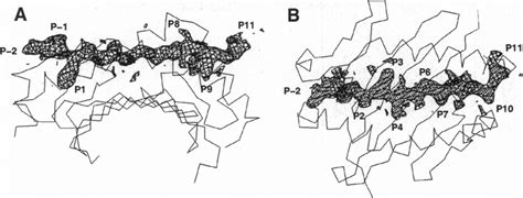 Electron Density Observed For Self Peptides Bound To Hla Dr1 A Side