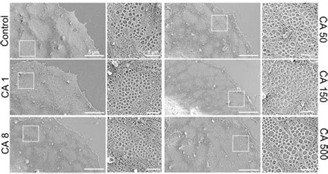 Representative Scanning Electron Microscopy Sem Images Following 30 Download Scientific