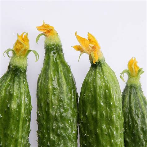 頂花帶刺的黃瓜不能吃，是激素，是毒，還是避孕藥？真相在這 每日頭條