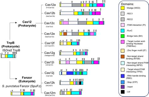 Recent Application Of Crispr Cas12 And Omega System For Genome Editing