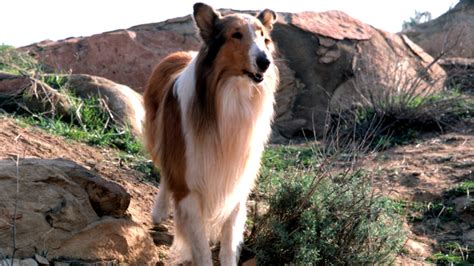 Where To Watch Lassie In 2025
