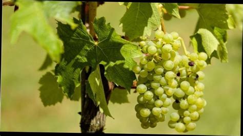 Виноград Для Отличного Вина Youtube