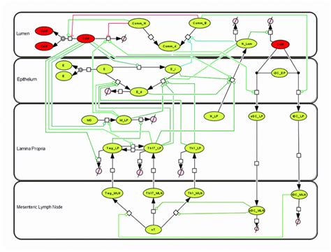 Modeling Clostridium Difficile Immune Response Nutritional Immunology