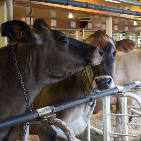 Bruna Vermont Mj Lkar Kor I En Ladug Rd Arkivfoto Bild Av Jordbruk Boskap