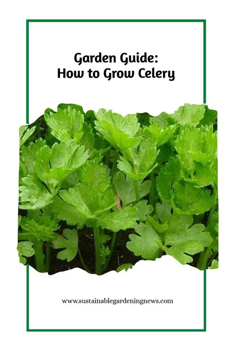 Garden Guide How To Grow Celery Artofit