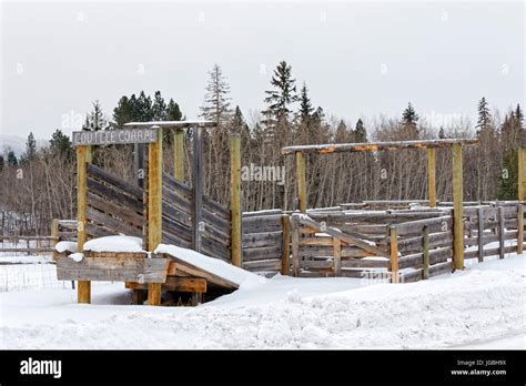 Cattle Loading Ramp Hi Res Stock Photography And Images Alamy