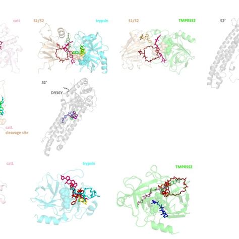 The Ligands In Complex With Their Targets The Initial Configurations