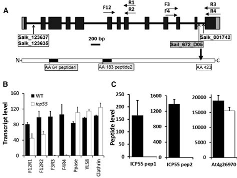 Characterization Of T Dna Insertion Lines With Analysis Of Gene