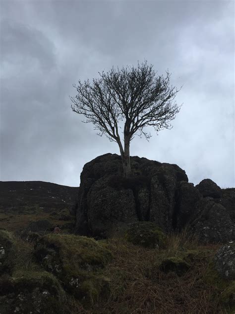 This Tree Growing Through A Rock R Mildlyinteresting
