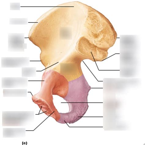 Appendicular Iliac Fossa Diagram Quizlet