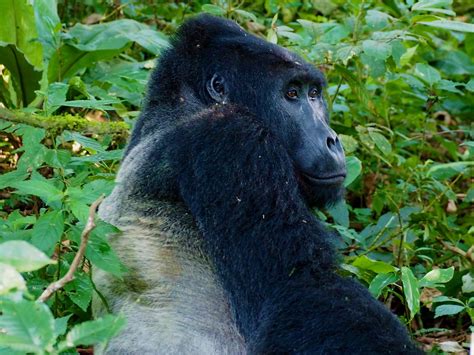 Silverback Gorilla Size Compared To Human • Gorilla Trekking In Uganda