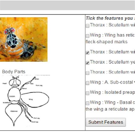 Image Tagging With Axioms From Fruit Fly Ontology Download Scientific