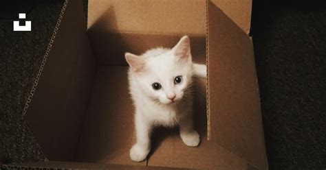 갈색 판지 상자에 있는 흰색 새끼 고양이 사진 Unsplash의 무료 상자 이미지
