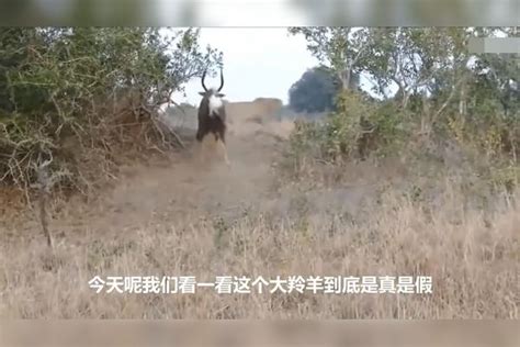 惊人的狮子在试图攻击它时受到了羚羊的致命一击 狮子Vs大羚羊 狮子 羚羊 攻击