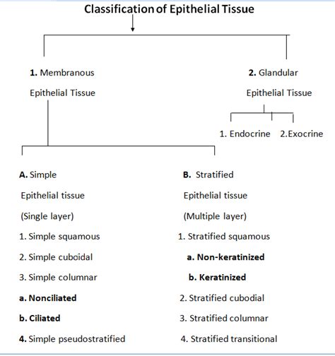 Classification Of Epithelial Tissue Chart