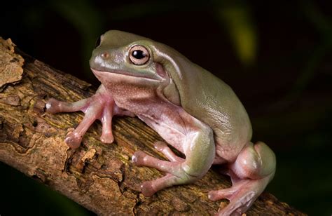 What Are Facts About The White Tree Frog Eizjo
