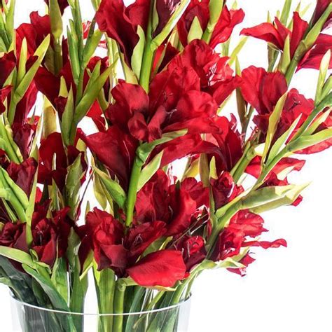 Red Gladiolus Flower Arrangement