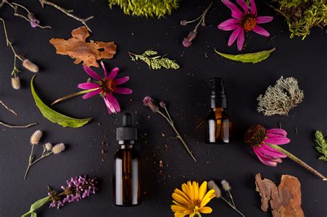 실제 나무 껍질 이끼와 꽃돌 받침대에 바디 케어 유기농 화장품의 유리 병플랫 평지 구성 화장품 배경은 제품 프리젠 테이션을 위해 모의 0명에 대한 스톡 사진 및 기타 이미지