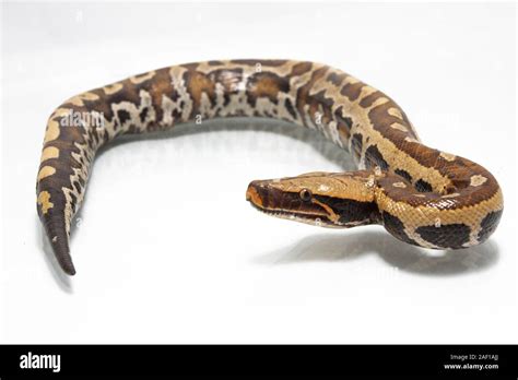 Sumatran Red Blood Python Python Curtis Curtis Commonly Known As Red Short Tailed Python A