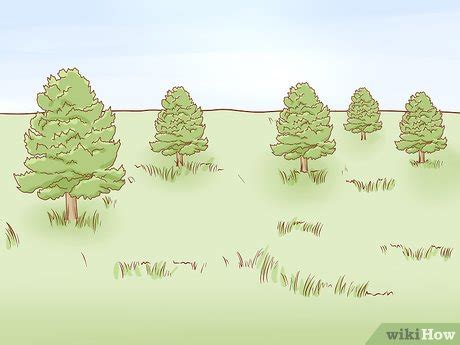 4 Ways To Identify Cedar Trees WikiHow