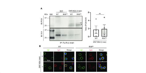 Absence Of Irap Does Not Affect Early Signaling Events Mediated By Lyn
