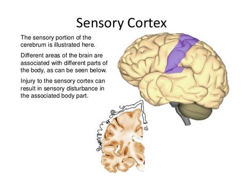 Sensory Cortex