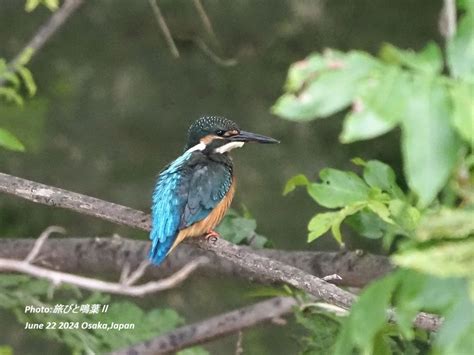 Wild birds in north Osaka アマサギ Cattle Egretカワセミ幼鳥 Common Kingfisher