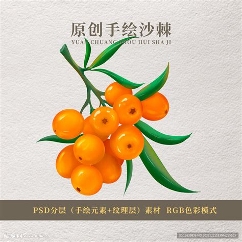原创手绘沙棘设计图 PSD分层素材 PSD分层素材 设计图库 昵图网
