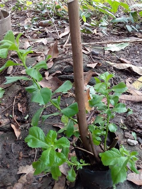 รายชื่อร้านขายขลู่ ในอำเภอพระนครศรีอยุธยา จังหวัดพระนครศรีอยุธยา